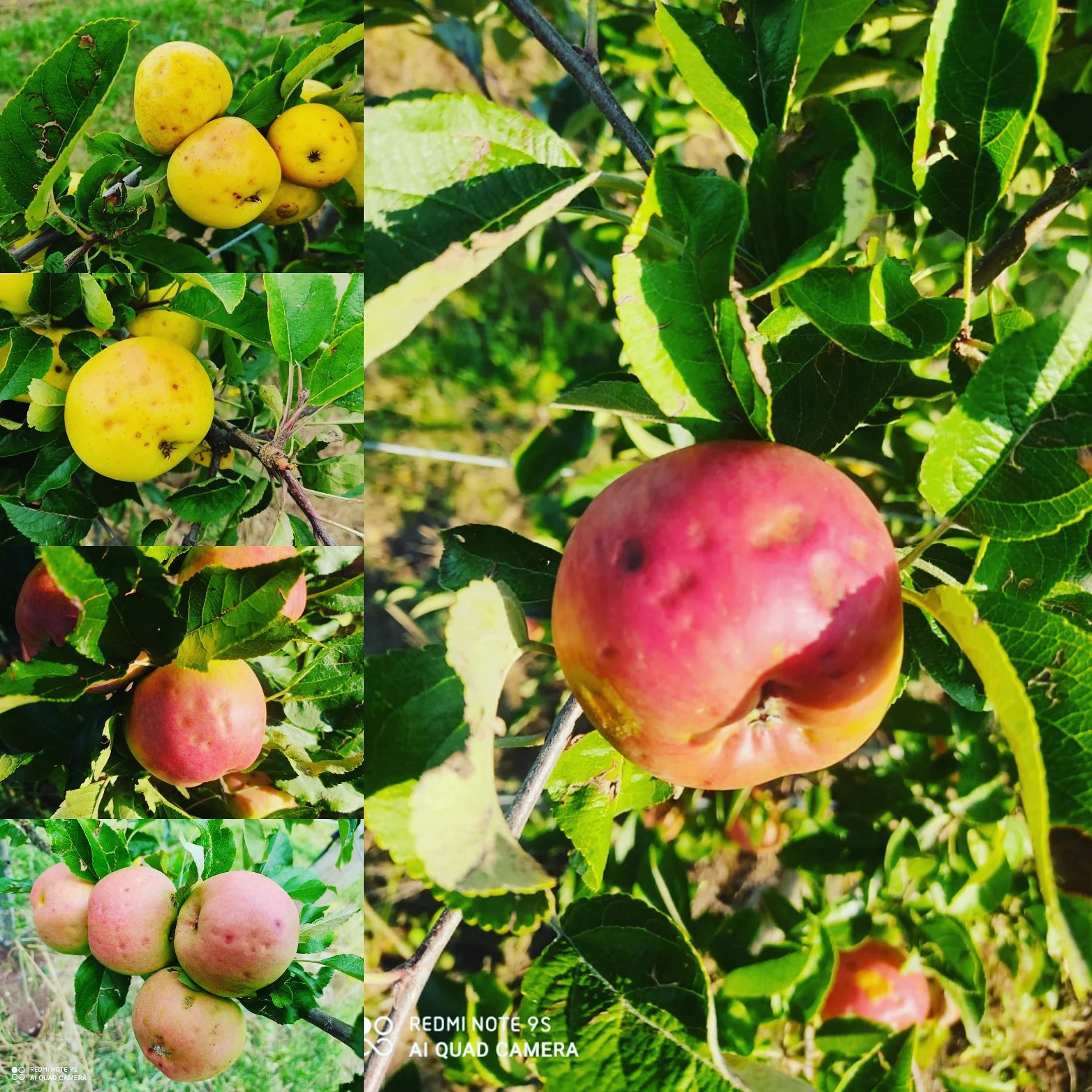 Les pommes nous jouent des tours !! – Ferme de la Haye
